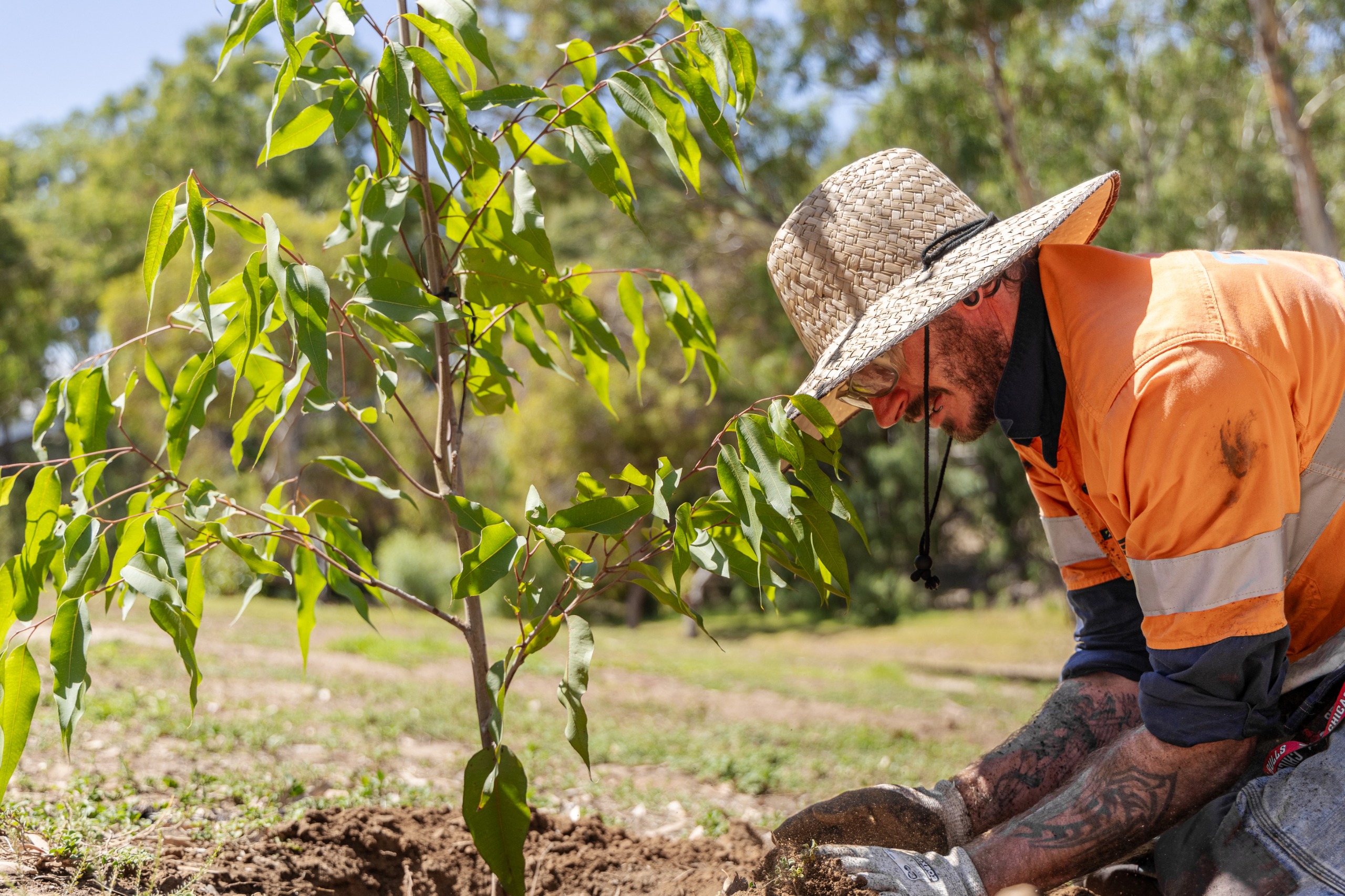 Vote on the street tree for planting in your street in 2025 | Your Say ...