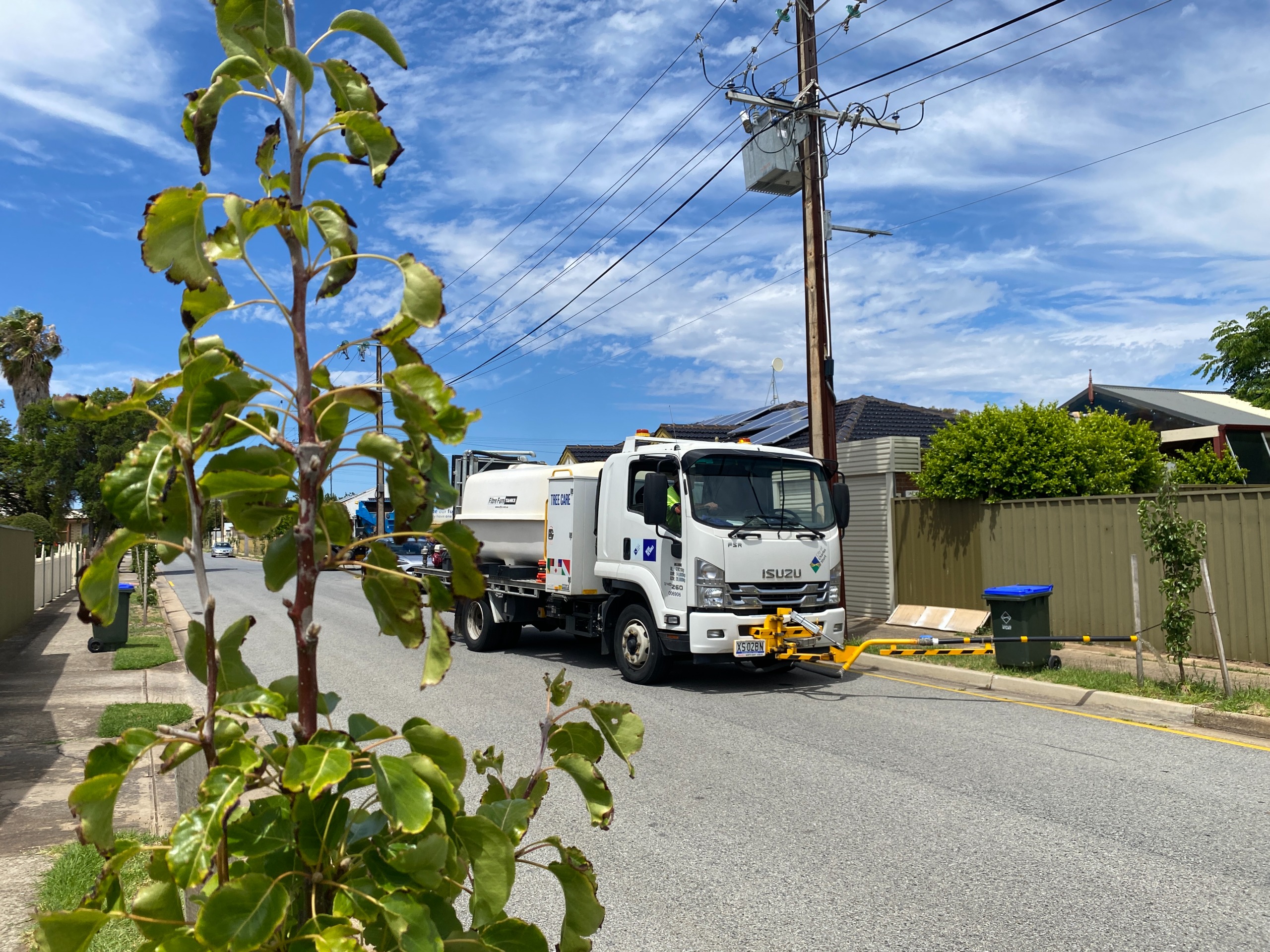 Whole Street Planting Program 2024 | Your Say Charles Sturt