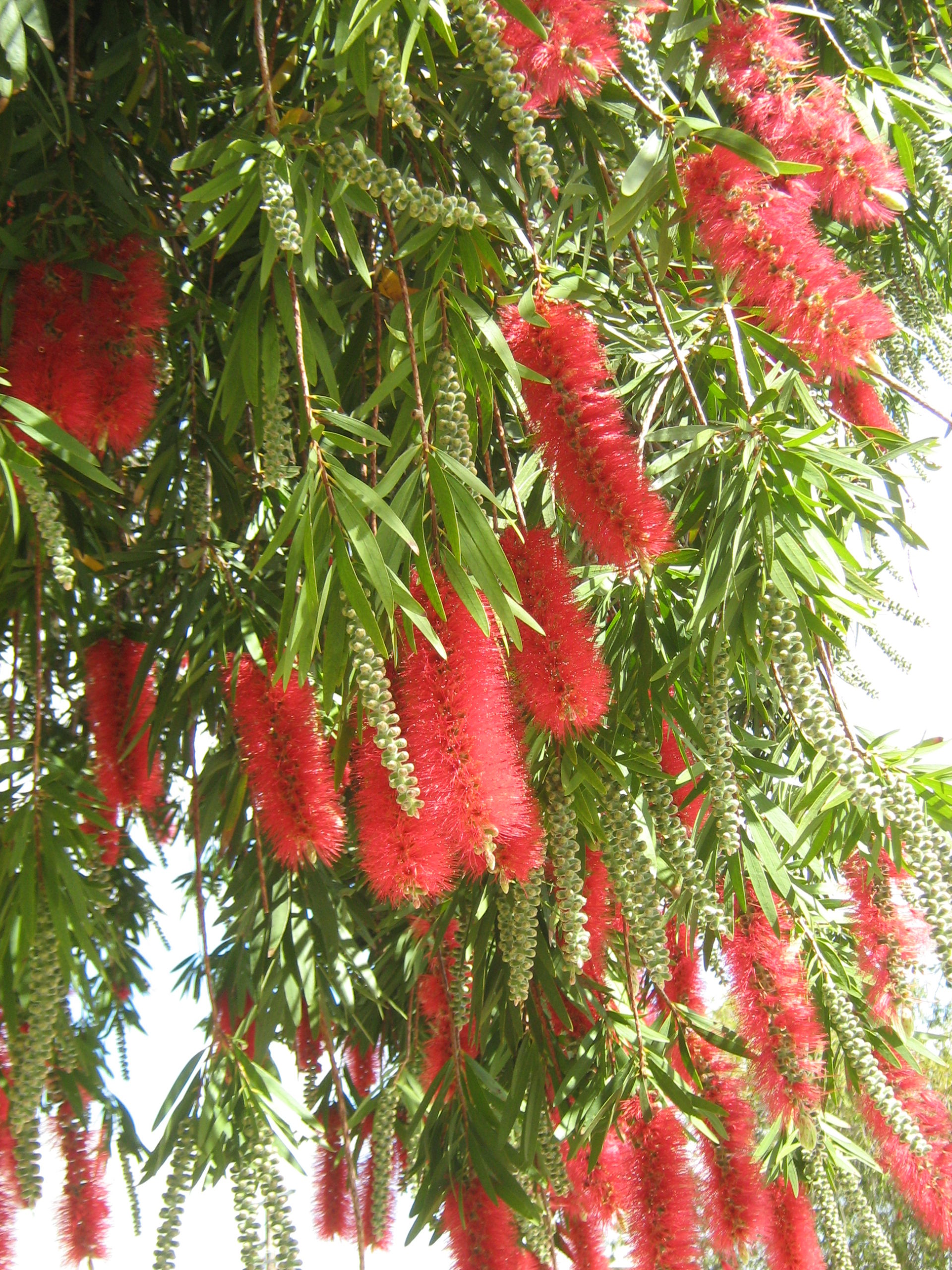 Option 1 - Keep Bottlebrush Trees (Callistemon ‘Harkness’) | Gibson ...