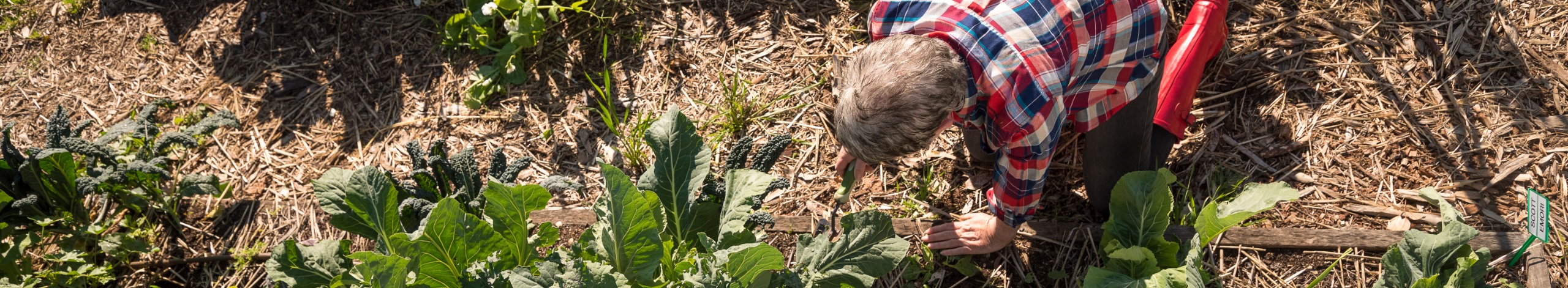 Proposed Athol Park (Fawk Reserve) Community Garden | Your Say Charles ...